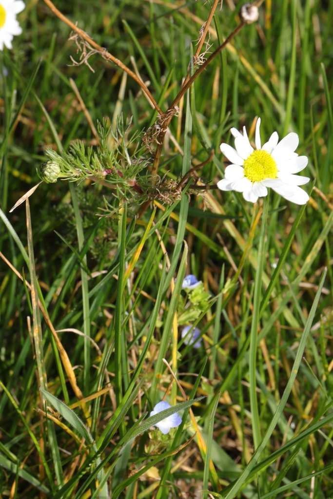 scentless mayweed from Widnes Cemetery, Birchfield Road, Widnes ...