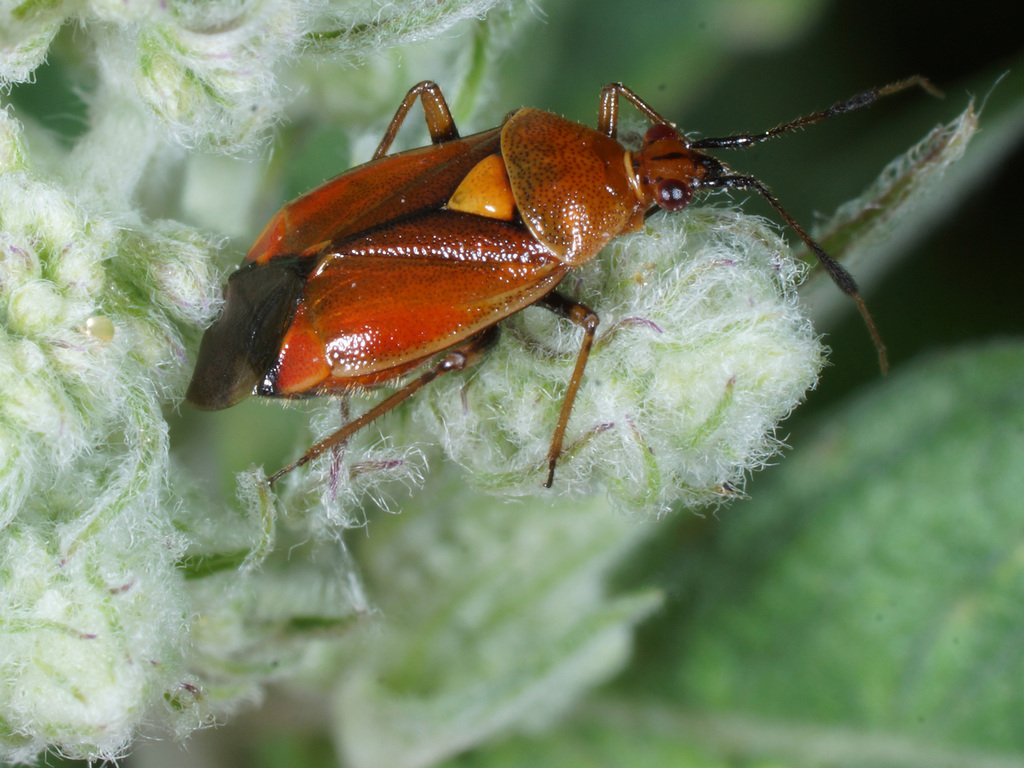 red-spotted plant bug from Oberhart, Kolbermoor, Bayern, Deutschland on ...