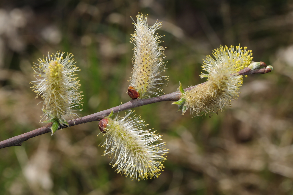 Vetrix from Widnes Cemetery, Birchfield Road, Widnes, Cheshire, UK on ...