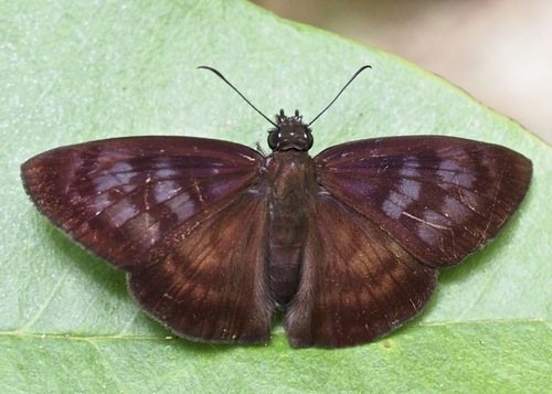 Blurry Anastrus (Tolius tolimus) · iNaturalist