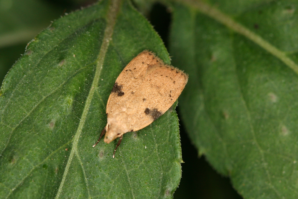 Flat-bodied moths from Provinz San José, Costa Rica, Ciudad Colon, El ...