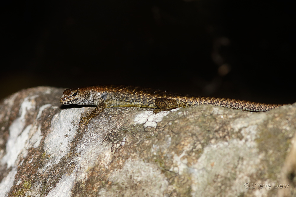Lemon-barred Forest Skink from Eungella, Mirani, Queensland, Australia ...