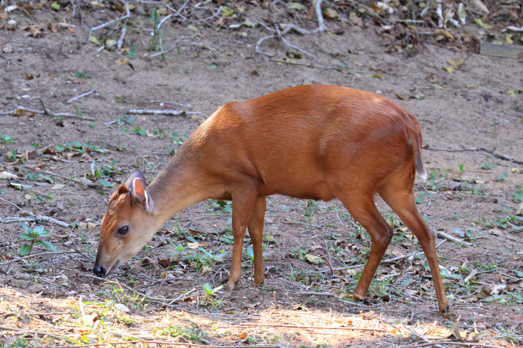 Red Forest Duiker (Cephalophorus natalensis) - Know Your Mammals