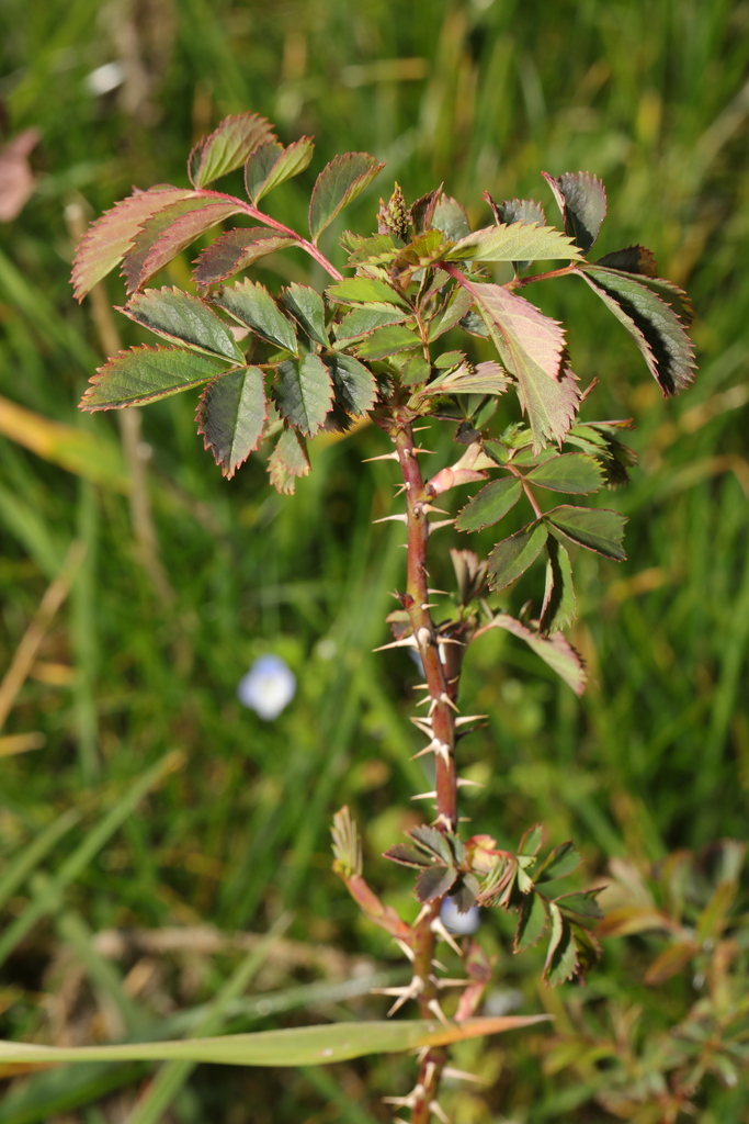 Burnet Rose from Widnes Cemetery, Birchfield Road, Widnes, Cheshire, UK ...