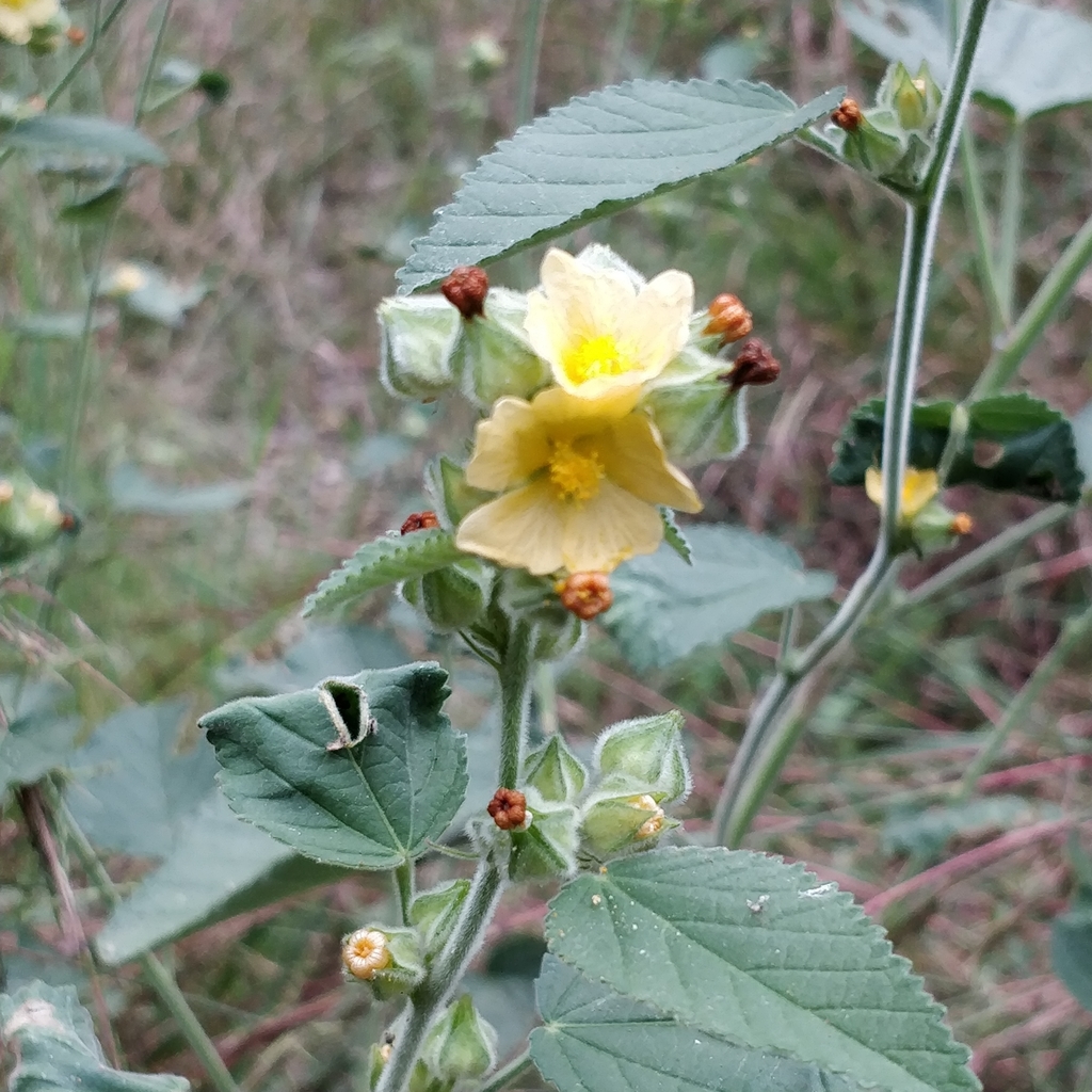 flannel weed from Bunya QLD 4055, Australia on April 8, 2020 at 01:50 ...