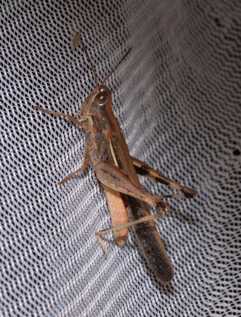 Slender Green-winged Grasshopper from Belbowrie Road on April 04, 2020 ...