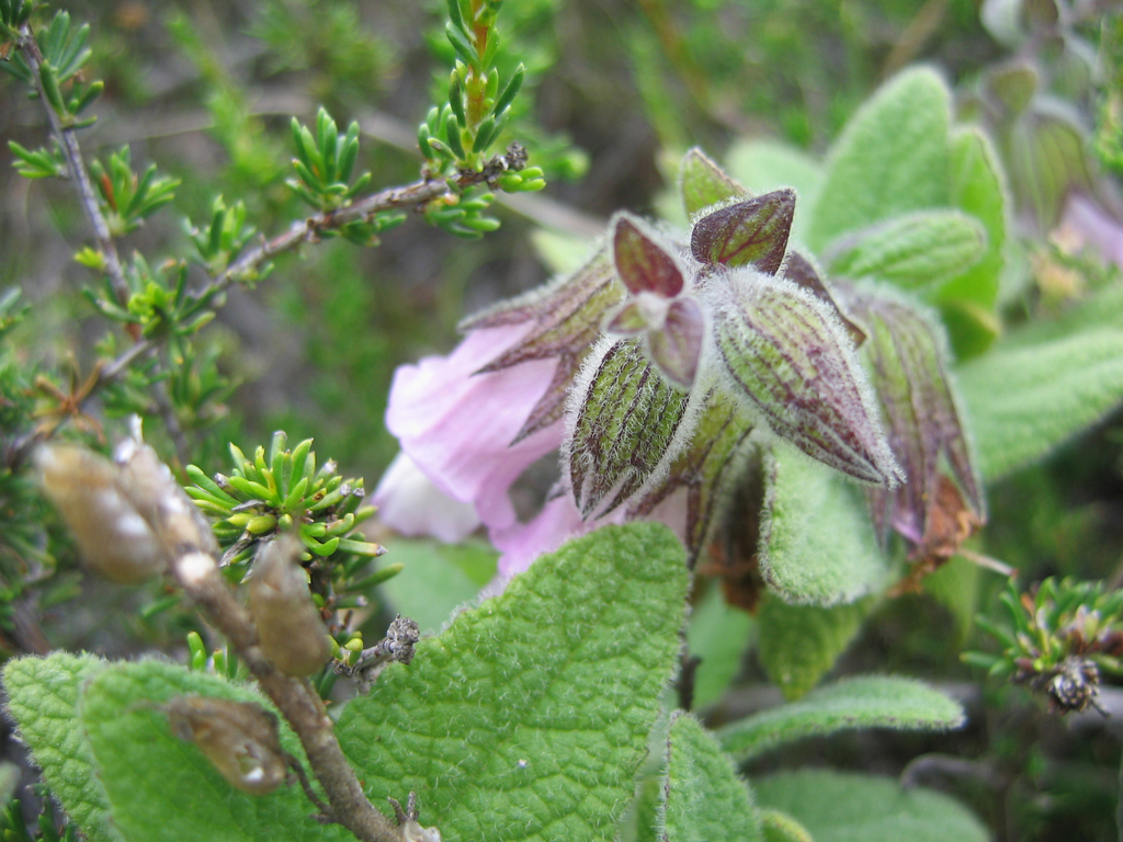 fragrant pitcher sage (Lepechinia fragrans) - Botanical Realm