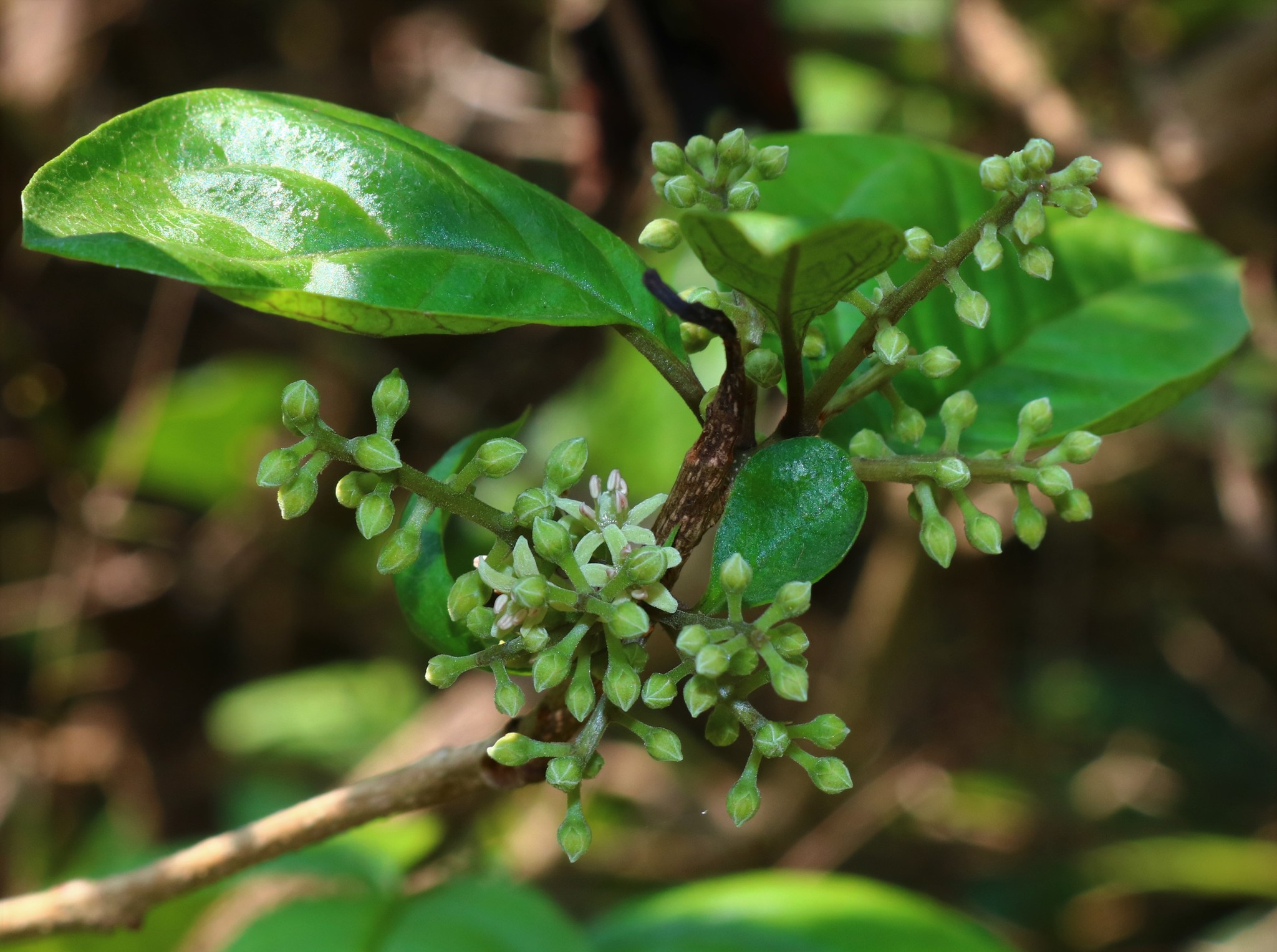 Embelia tsjeriam-cottam (Roem. & Schult.) A.DC.