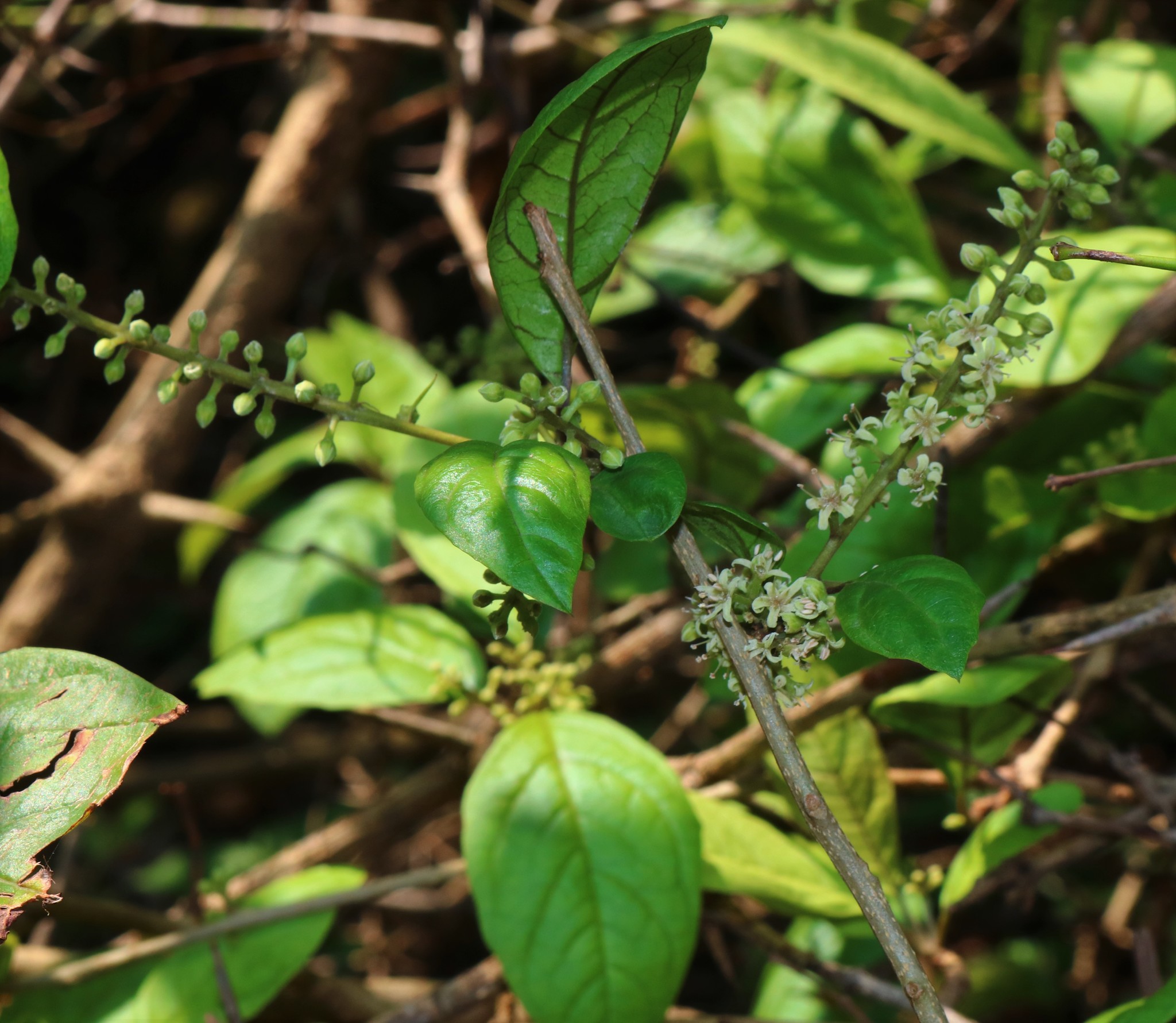 Embelia tsjeriam-cottam (Roem. & Schult.) A.DC.