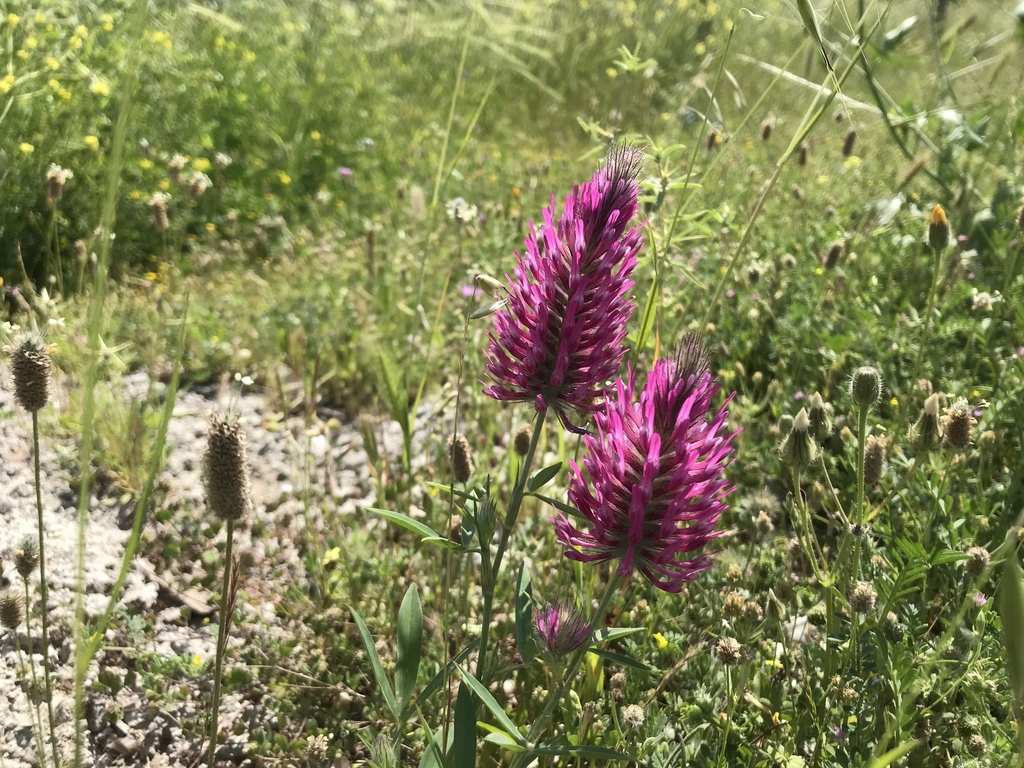 Purple Clover (Trifolium purpureum) - Botanical Realm