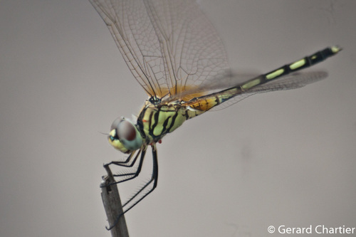 Taxon - Trithemis pallidinervis (Dancing Dropwing) - Gee Nature