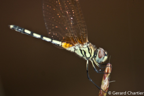 Taxon - Trithemis pallidinervis (Dancing Dropwing) - Gee Nature