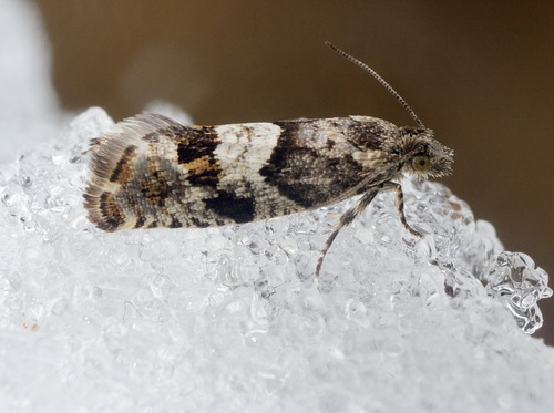 Dingy Spruce Bell (Epinotia pygmaeana) · iNaturalist United Kingdom