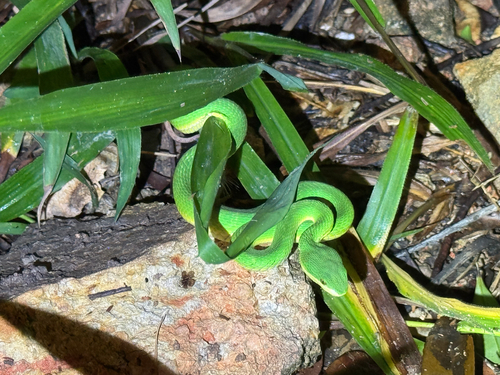 Vipers (Viperidae) - Snakes and Lizards