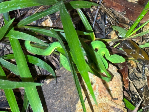 Vipers (Viperidae) - Snakes and Lizards