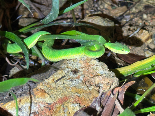 Vipers (Viperidae) - Snakes and Lizards