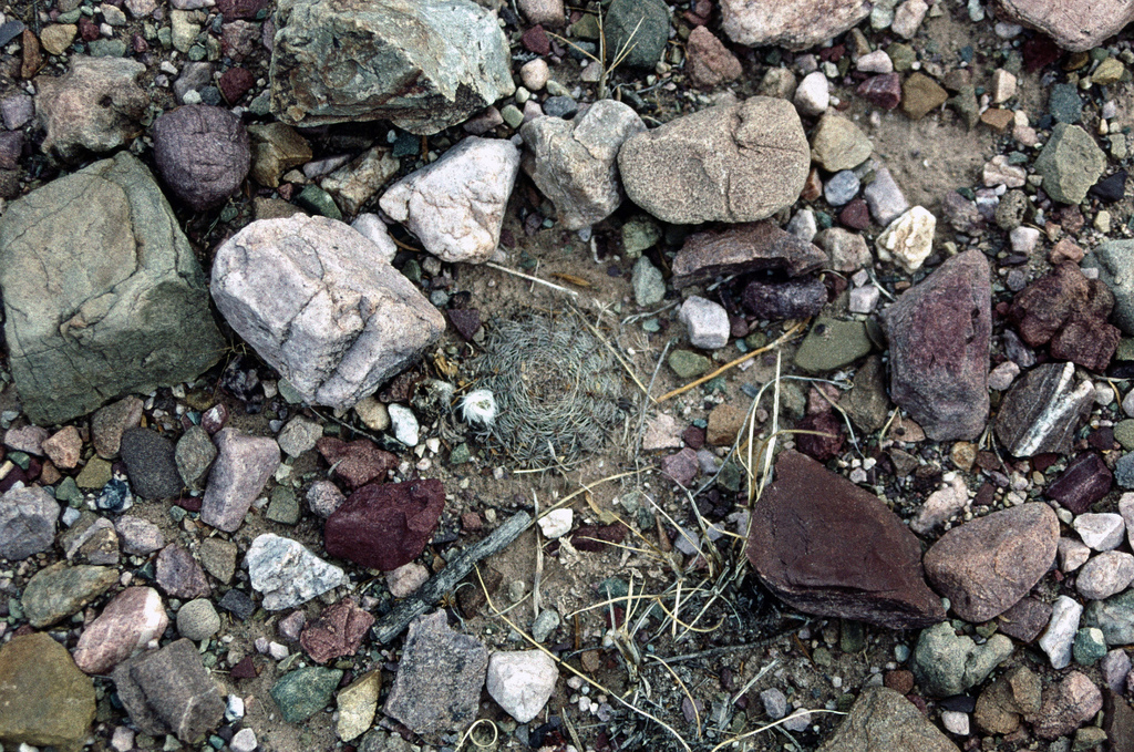 Lobivia densispina in December 2000 by Martin Lowry · iNaturalist