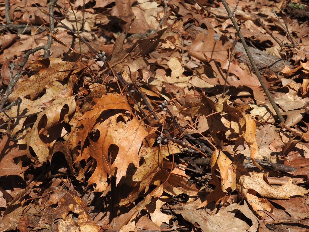 scarlet oak from Westfield, MA 01085, USA on April 7, 2020 at 12:07 PM ...