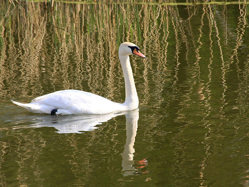 Mute Swan from Перлез, Србија on April 17, 2013 at 03:56 PM by Ivan ...