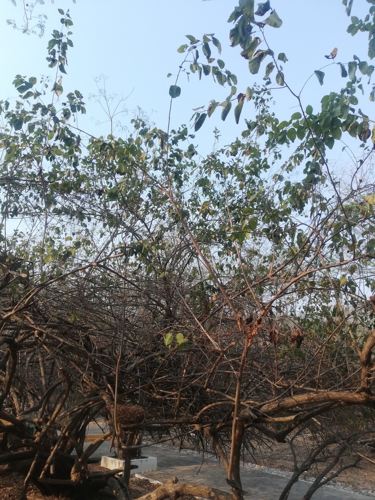 West Indian Elm from S, 70987 Crucecita, Oax., México on April 07, 2020 ...