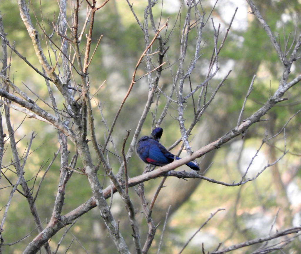 Purple-crested Turaco from North Uthungulu, South Africa on February 24 ...