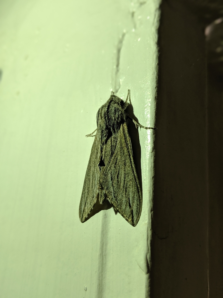 Great Ash Sphinx from KCNP, CA 93633, USA on June 9, 2019 by ...