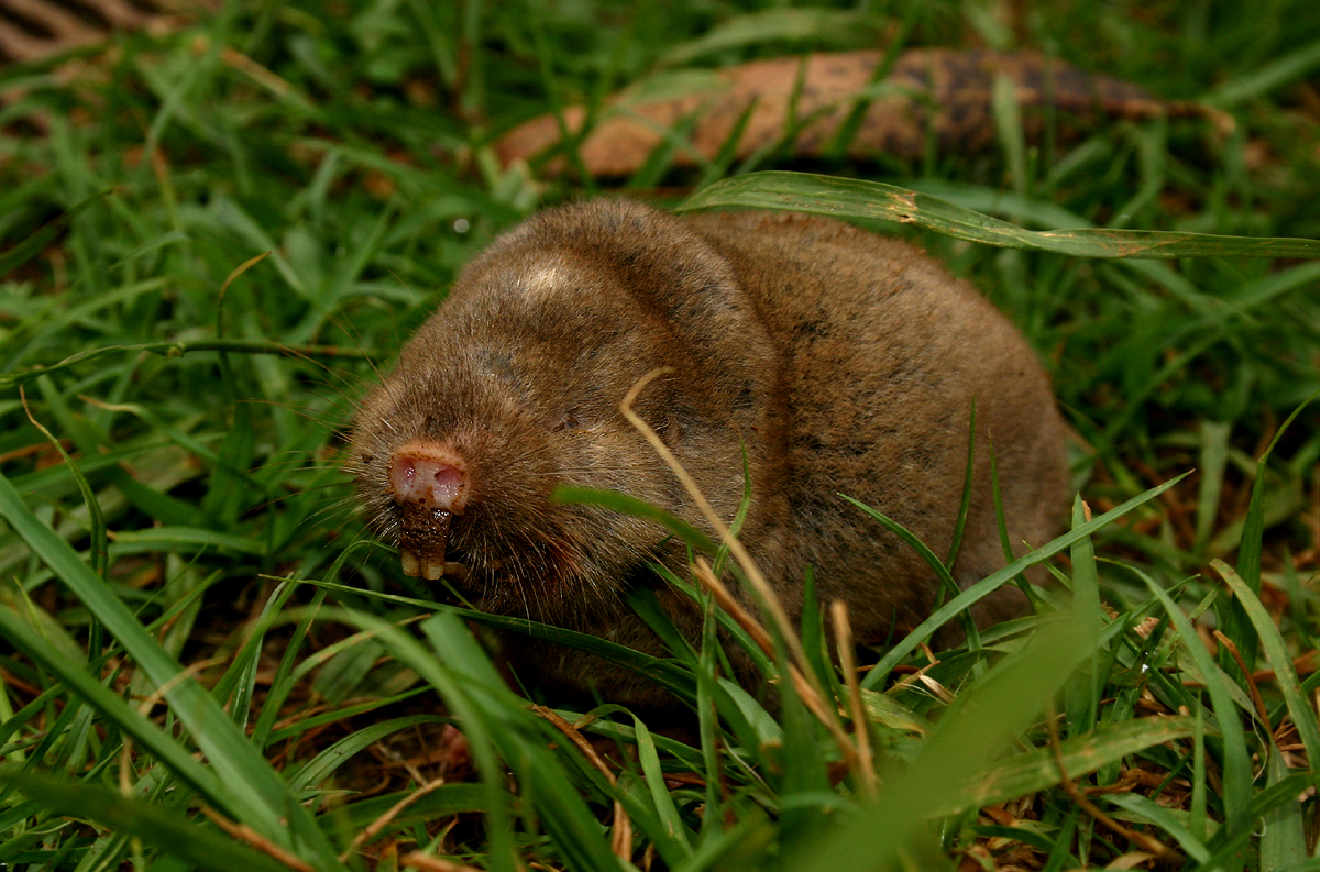 Cryptomys darlingi (Thomas, 1895)