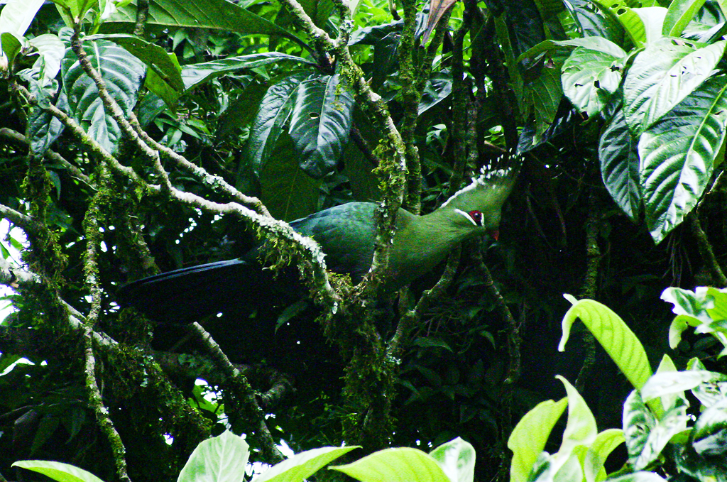 Eastern Livingstone's Turaco (Tauraco livingstonii livingstonii ...