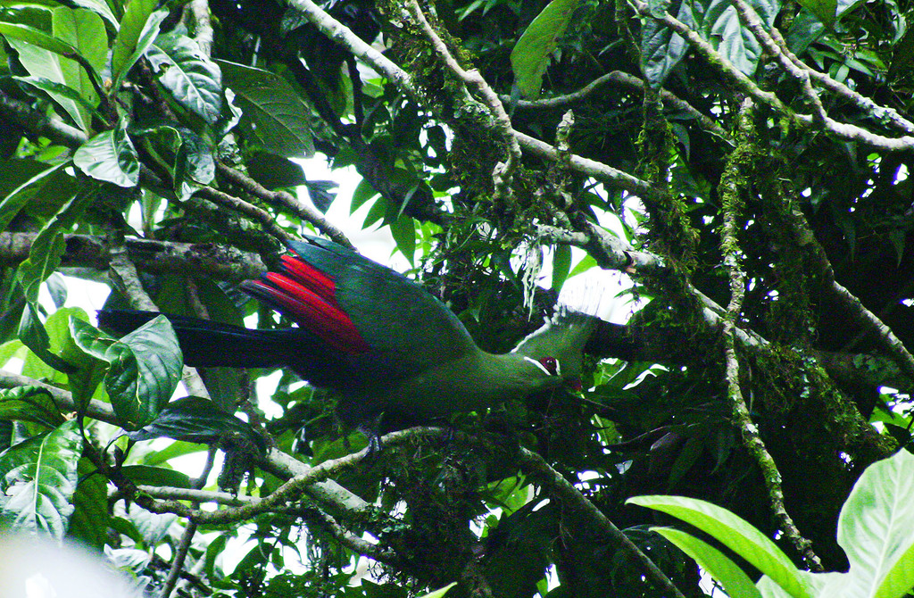 Eastern Livingstone's Turaco (Tauraco livingstonii livingstonii ...