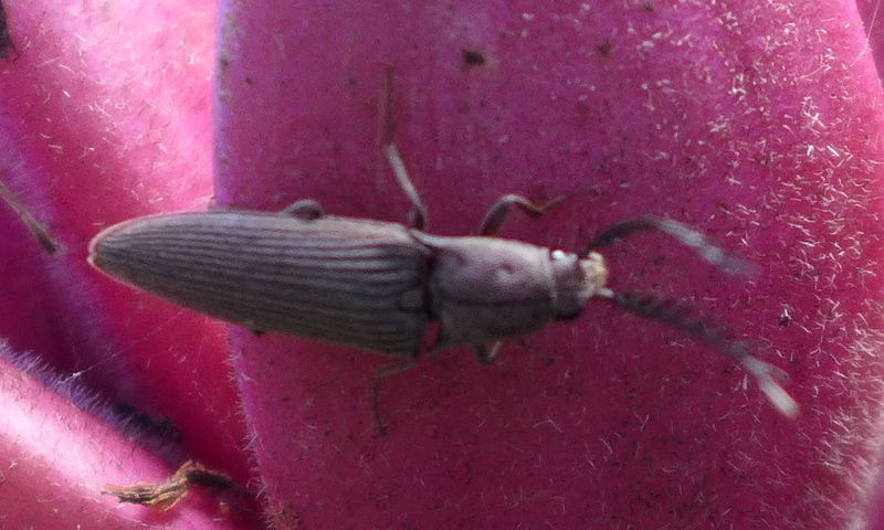 Click Beetles from Royal Botanic Gardens, Sydney, New South Wales ...