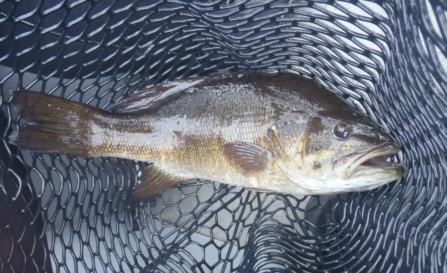 Smallmouth Bass from Algonquin Park by erinpallette · iNaturalist