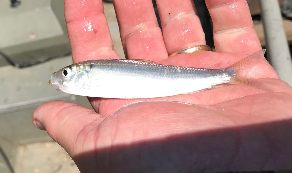 Blueback Shad in April 2020 by Jeff Garner · iNaturalist