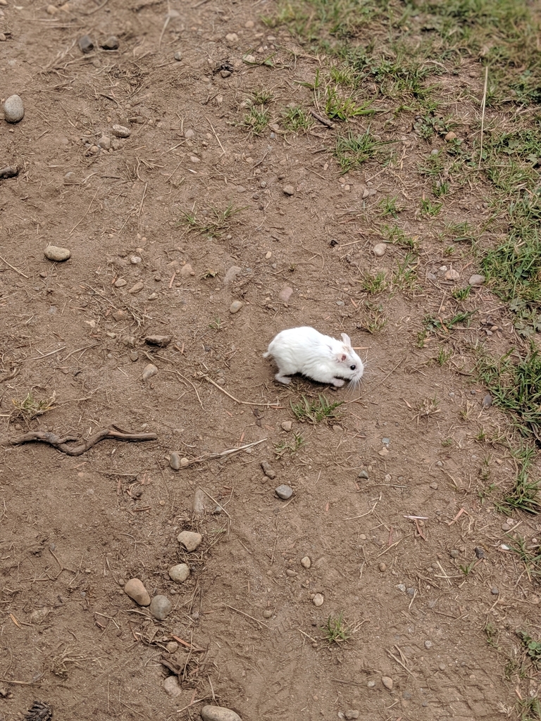 Campbell's Dwarf Hamster from Canyon Park, Bothell, WA 98021, USA on ...