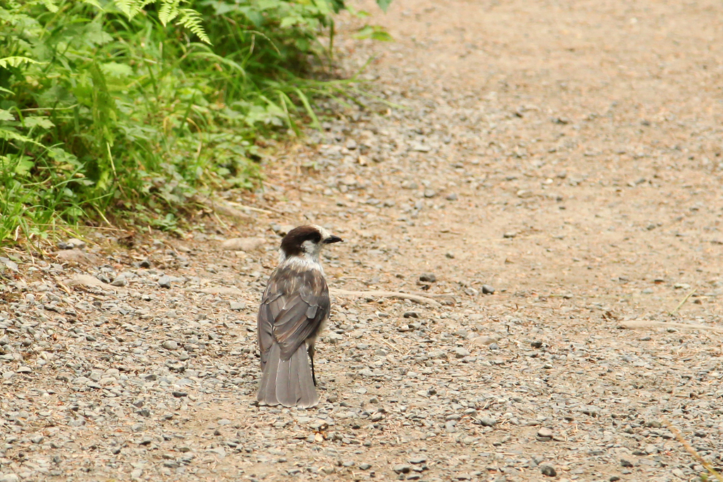 Oregon Jay (Perisoreus canadensis obscurus) - Avian Discovery