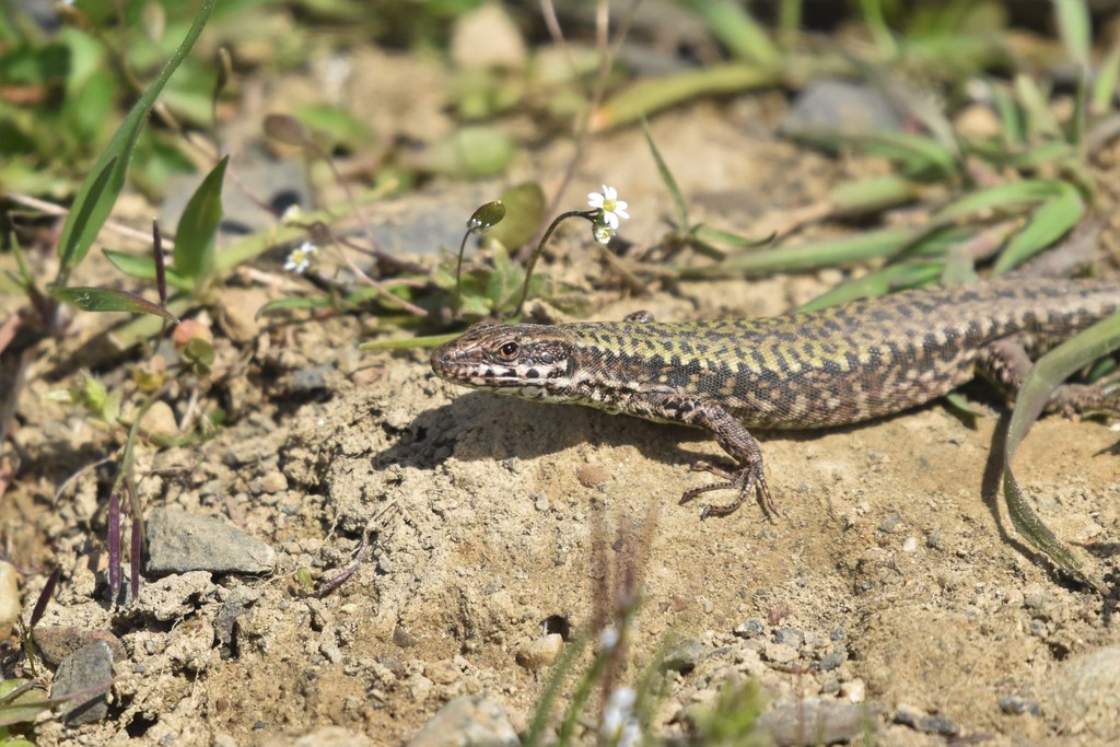 Common Wall Lizard from Nanaimo, BC, Canada on April 8, 2020 at 05:52 ...
