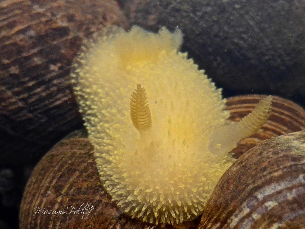 Hairy Spiny Dorid (Nudibranchs & Sea Slugs of the Edmonds Underwater ...