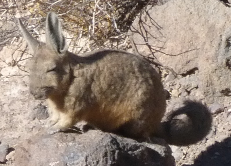 Mountain Viscacha (Lagidium viscacia) - Know Your Mammals