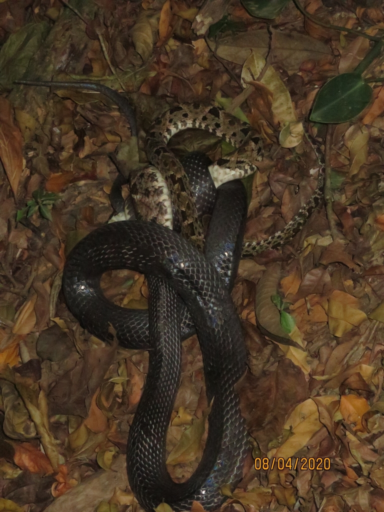 Mexican Snake Eater from Santa María Chimalapa, Oax., México on April 8 ...