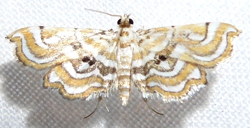 Musotima from Chiang Dao, Chiang Dao District, Chiang Mai 50170 ...