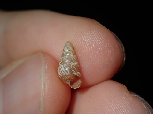 Subspecies Diala sulcifera scobina · iNaturalist