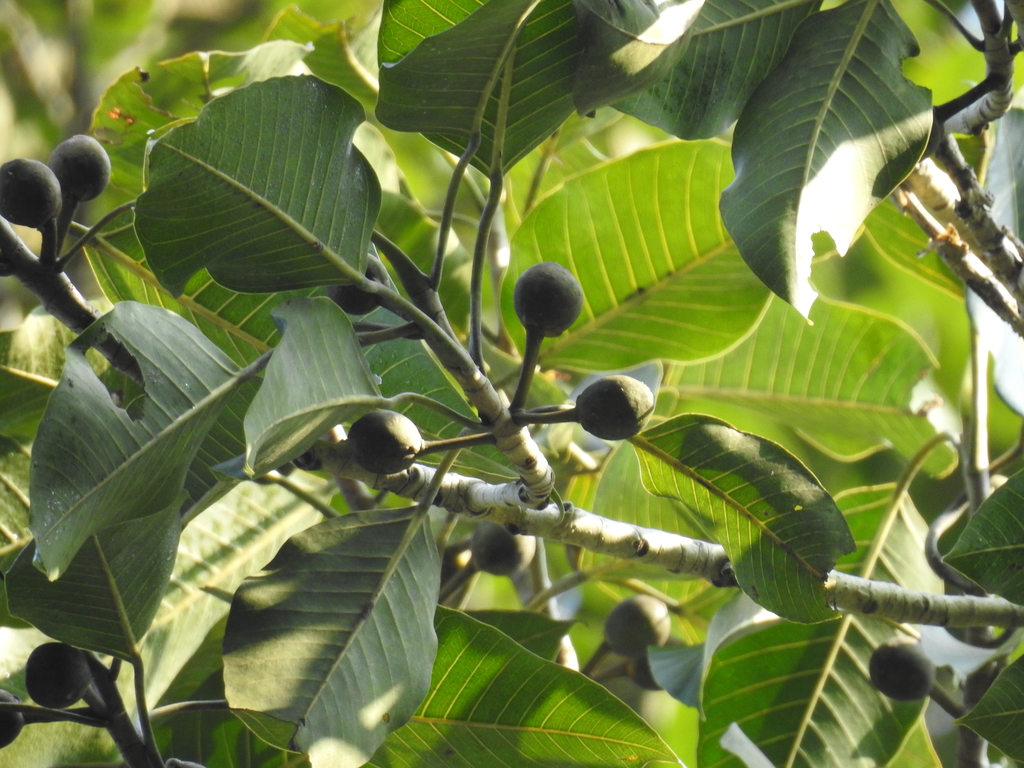 Ficus beddomei from Valparai, Tamil Nadu 642127, India on December 6 ...