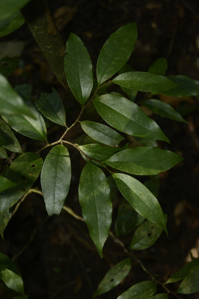 (Orophea thomsonii) - Botanical Realm