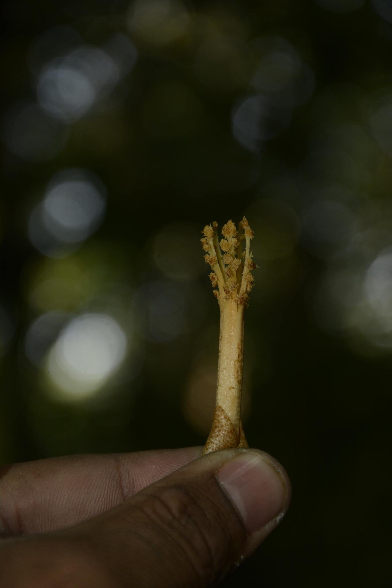 Cullenia exarillata A.Robyns