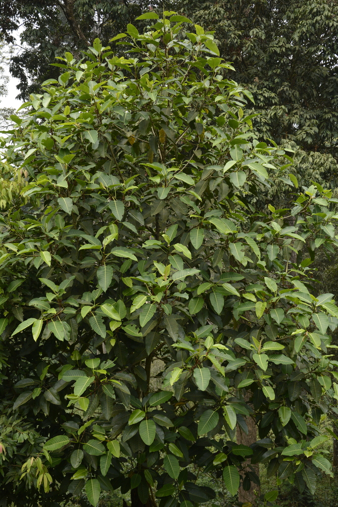 Ficus beddomei from Valparai, Tamil Nadu 642127, India on December 13 ...