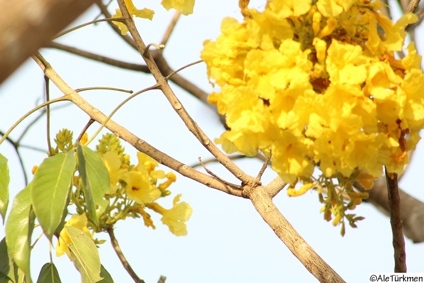 Golden Trumpet-tree in March 2020 by Ale Türkmen · iNaturalist