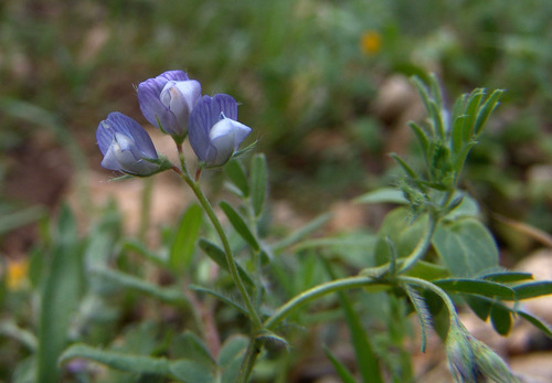 lenteja (Lens culinaris) · iNaturalist Mexico