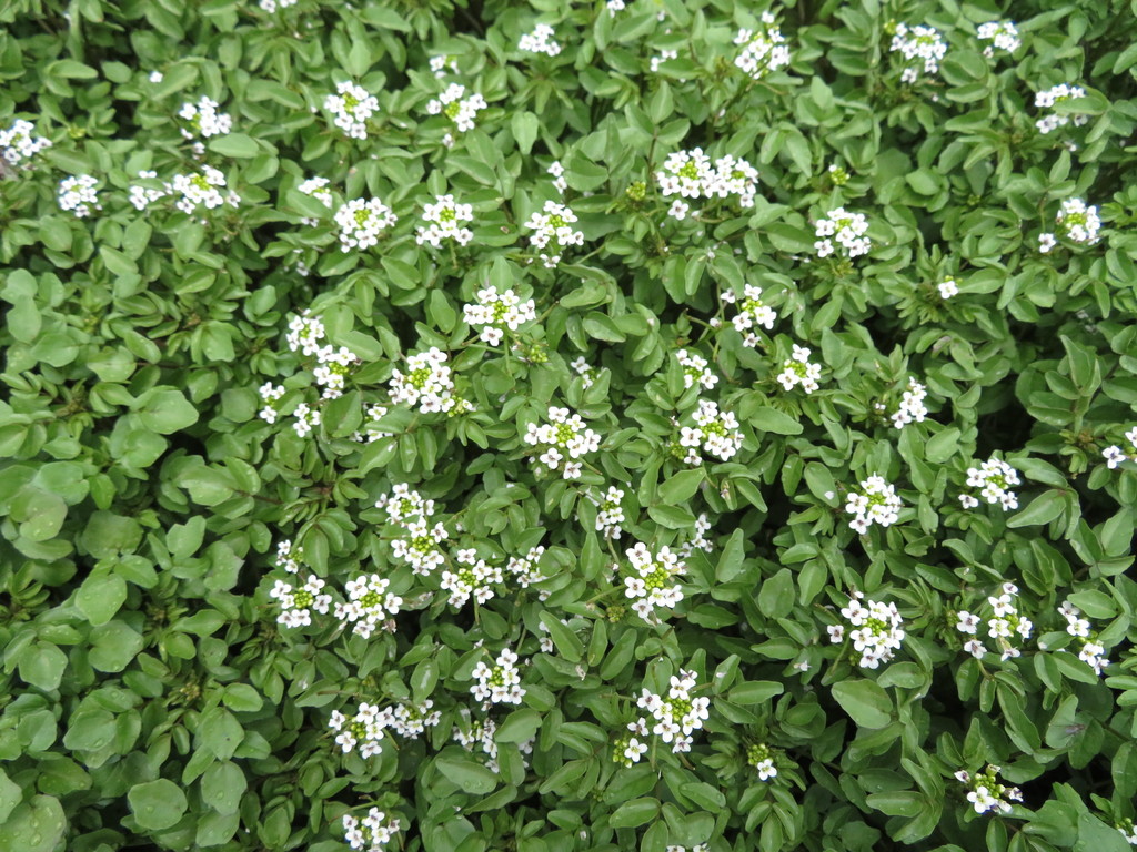 watercress (Plants of Rosewood Nature Study Area) · iNaturalist