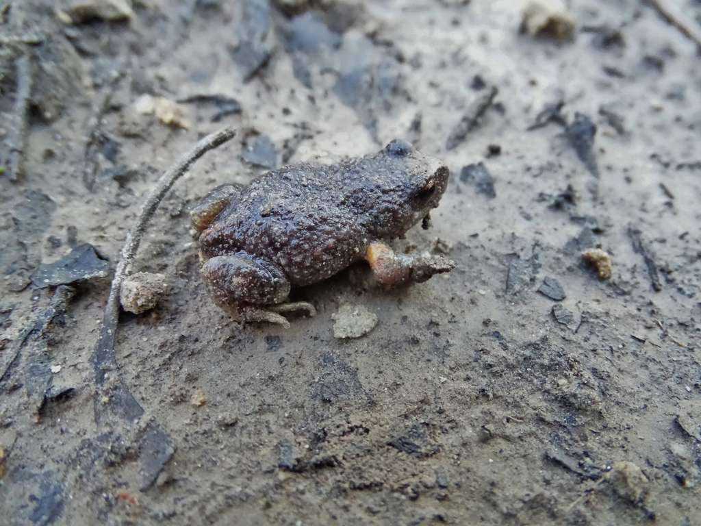 Brown Toadlet from Wotton's Scrub, Mount George SA 5155, Australia on ...
