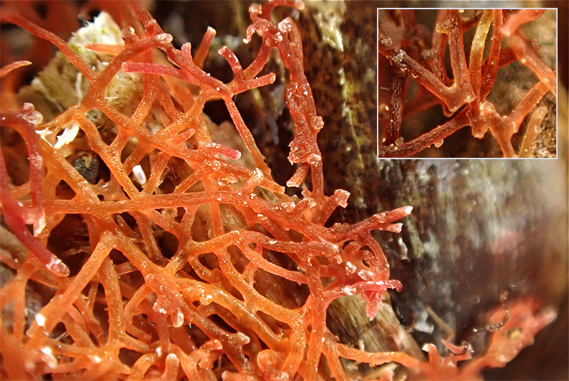 (Solieriaceae) - Botanical Realm