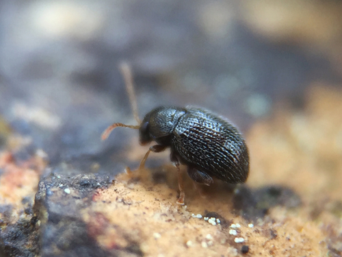 Epitrix lobata · iNaturalist